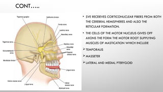 Cranial nerves - TRIGEMINAL nerve FINALpptx | PPTX