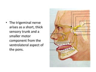 Trigeminal n. | PPTX