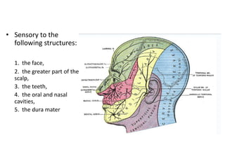 Trigeminal n. | PPTX