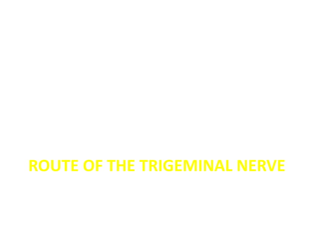 Trigeminal n. | PPT