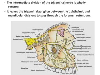 Trigeminal n. | PPT