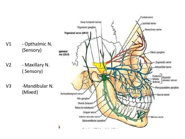 Trigeminal n.