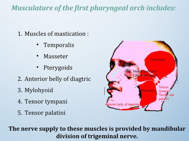 Trigeminal Nerve | PPT | Brain and Nervous System Disorders | Diseases ...