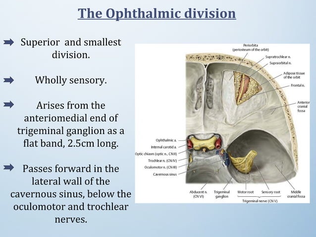 Trigeminal Nerve | PPT | Brain and Nervous System Disorders | Diseases ...