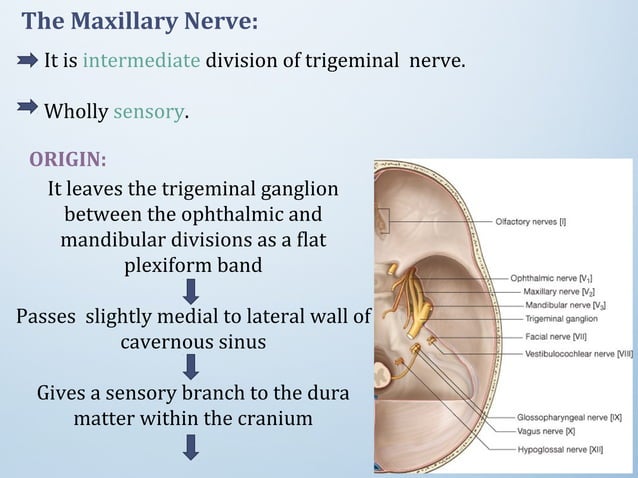 Trigeminal Nerve | PPT | Brain and Nervous System Disorders | Diseases ...