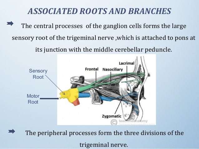Trigeminal Nerve