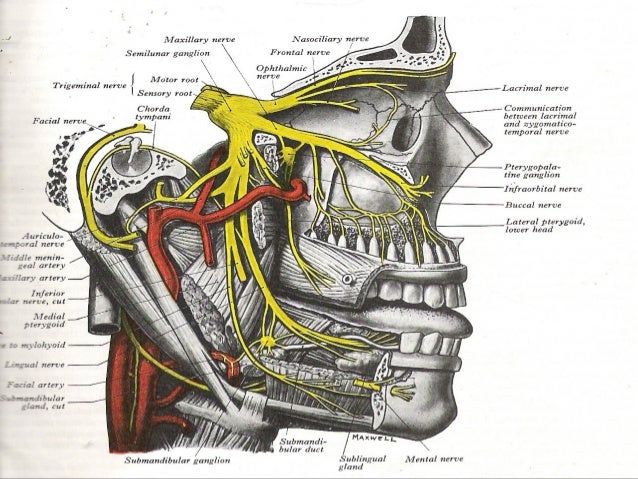 Trigeminal nerve
