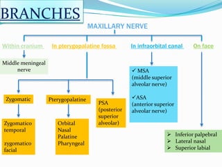 Maxillary Nerve Branches