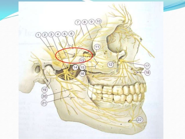 Zygomaticotemporal Nerve Nervus Zygomaticotemporalis