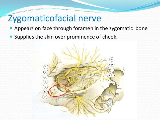 Zygomaticofacial Nerve Wikipedia