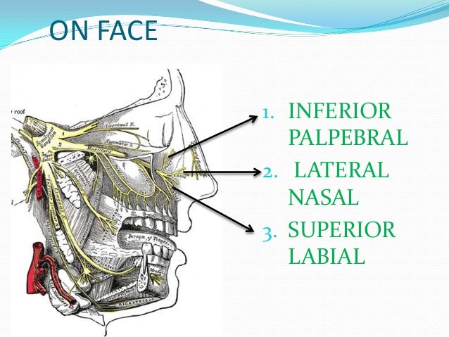 Trigeminal nerve