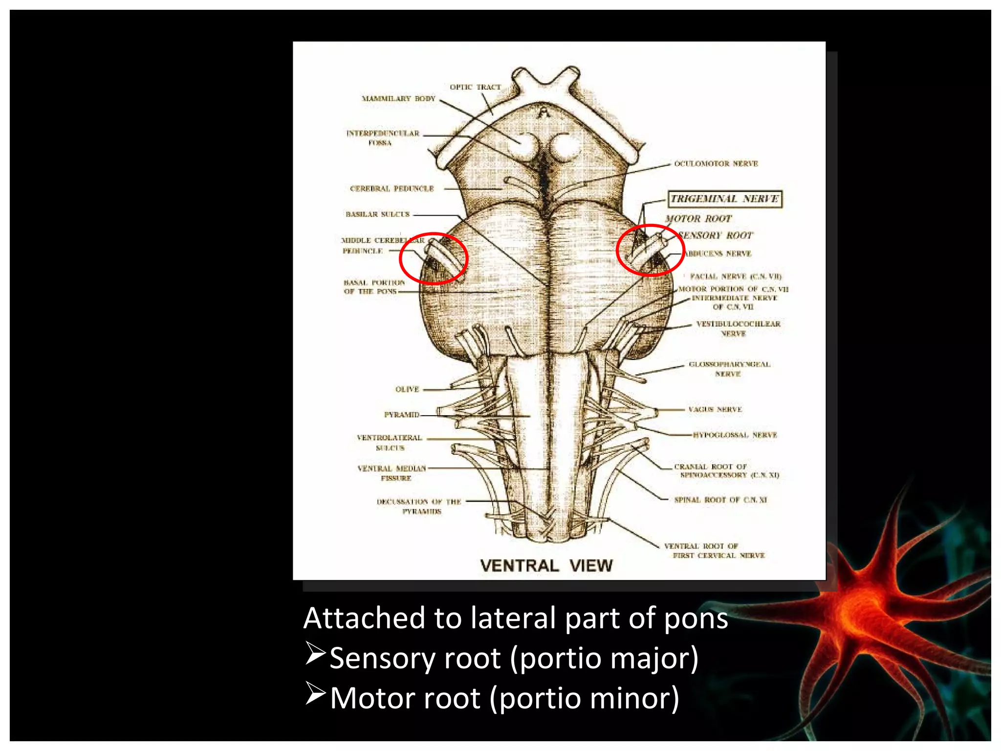 Trigeminal nerve | PPT