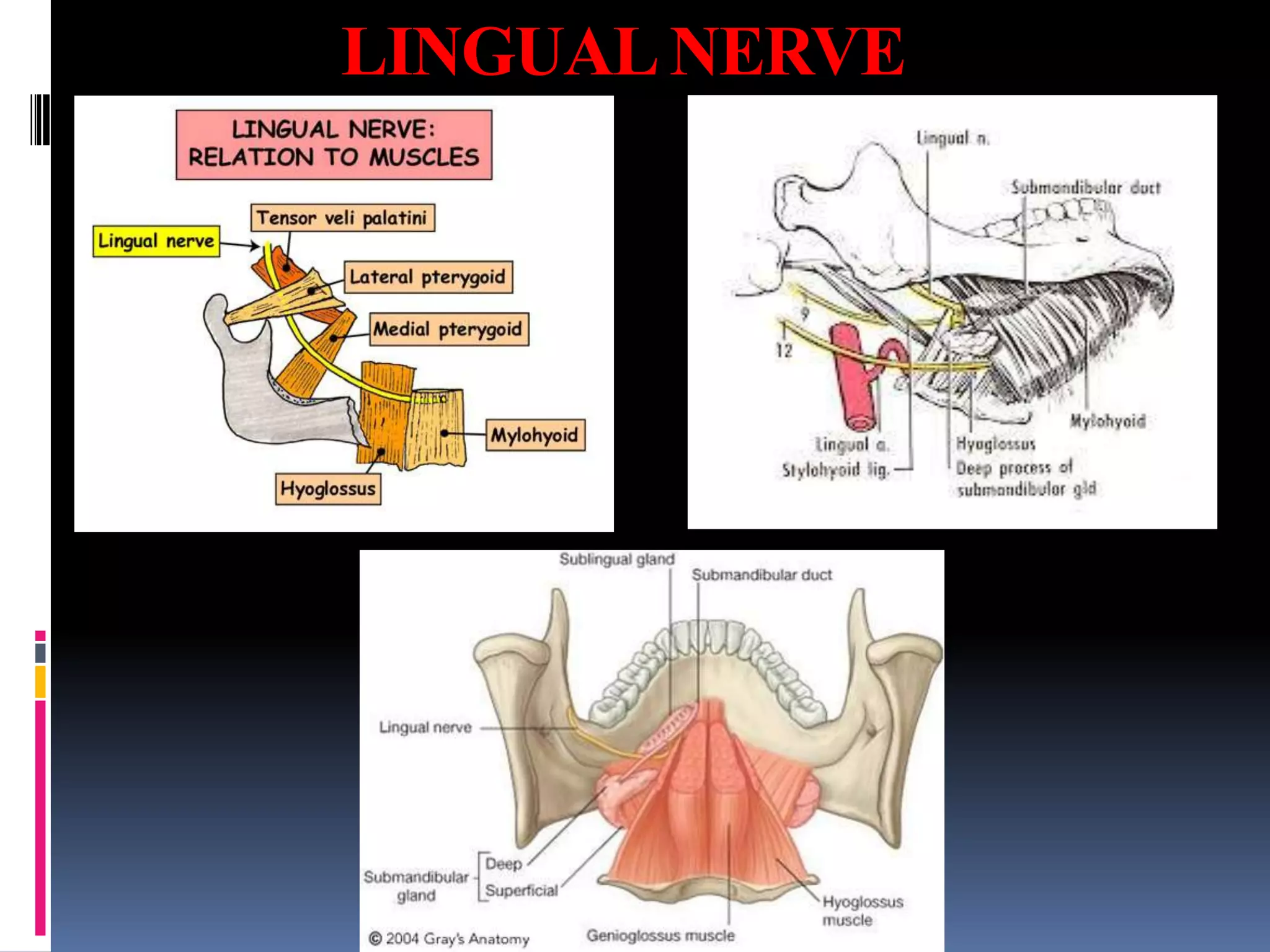 Trigeminal nerve, Glossopharyngeal and Hypoglossal nerves | PPT