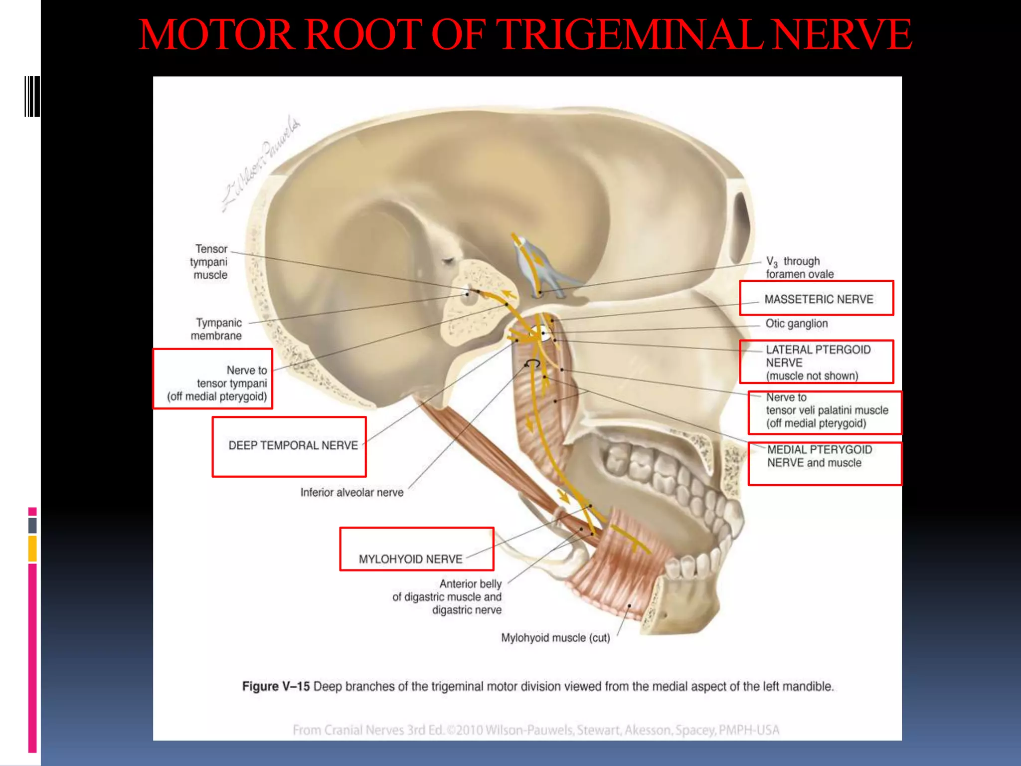 Trigeminal nerve, Glossopharyngeal and Hypoglossal nerves | PPT
