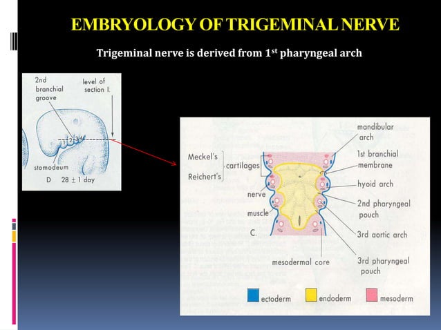 Trigeminal nerve, Glossopharyngeal and Hypoglossal nerves | PPT