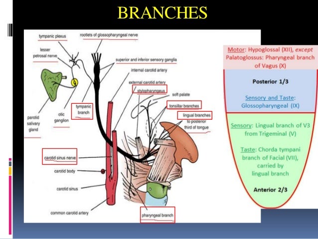 Trigeminal nerve, Glossopharyngeal and Hypoglossal nerves