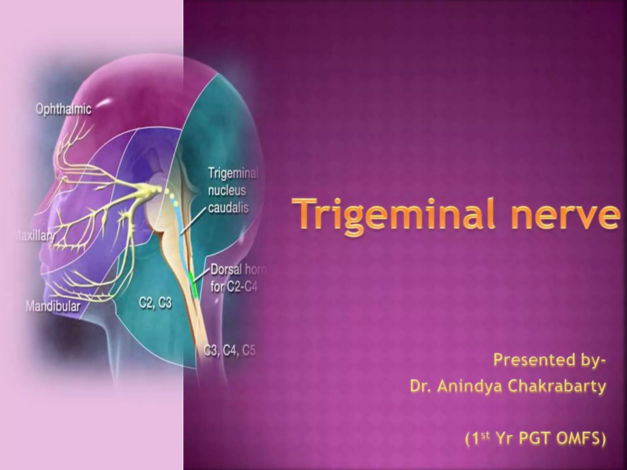 Trigeminal nerve and its importance in max-fac surgery | PPTX