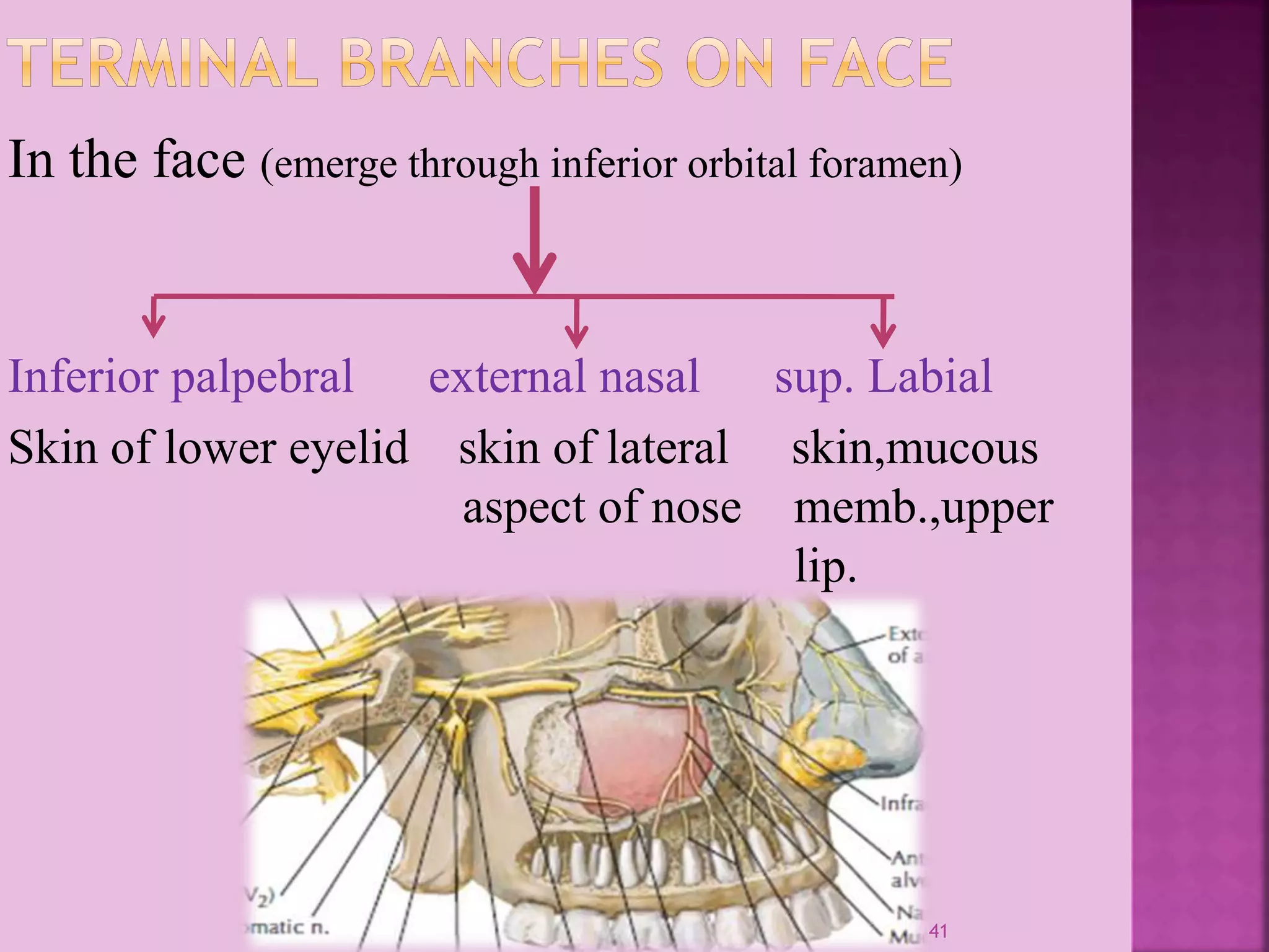 Trigeminal nerve and its importance in max-fac surgery | PPTX