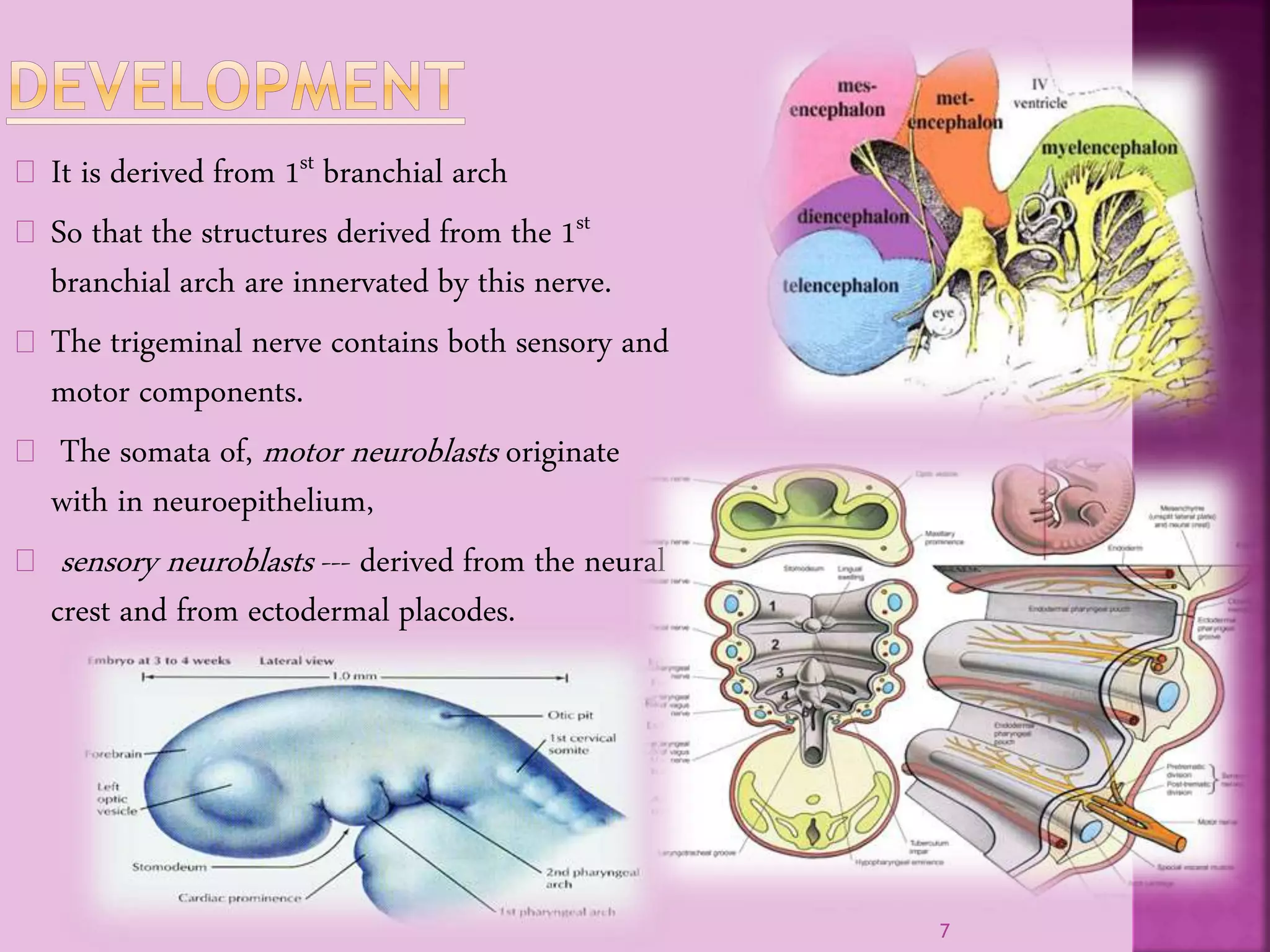 Trigeminal nerve and its importance in max-fac surgery | PPTX