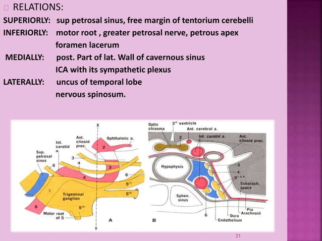 Trigeminal nerve and its importance in max-fac surgery | PPTX