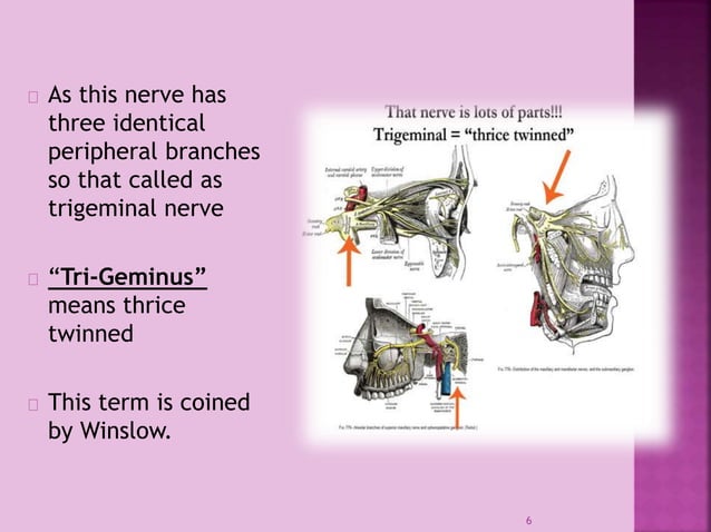 Trigeminal nerve and its importance in max-fac surgery | PPTX