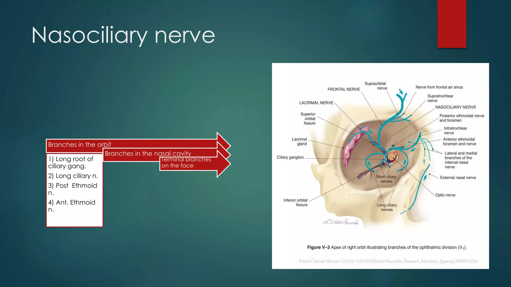 Trigeminal nerve | PPTX