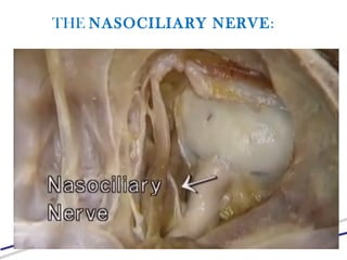 Nasociliary Nerve