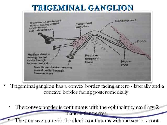 Trigeminal nerve