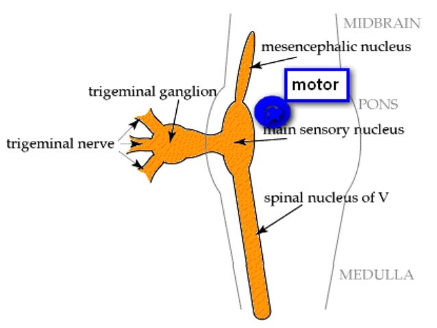 Trigeminal nerve