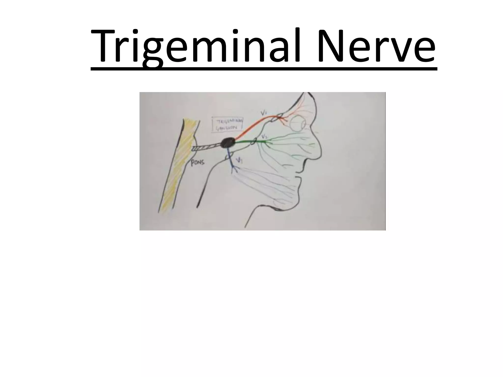 Trigeminal Nerve Ppt
