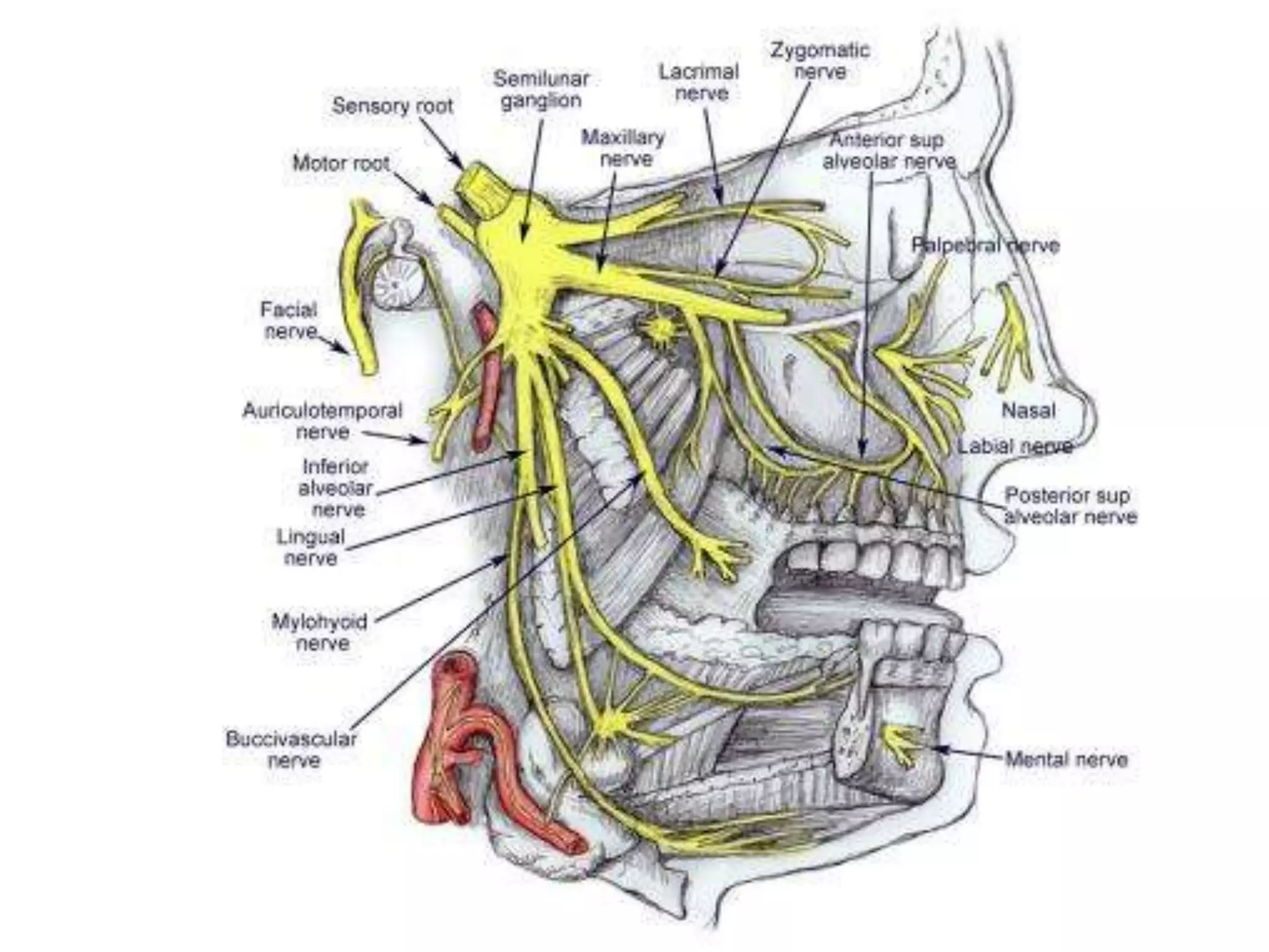 Trigeminal nerve | PPT
