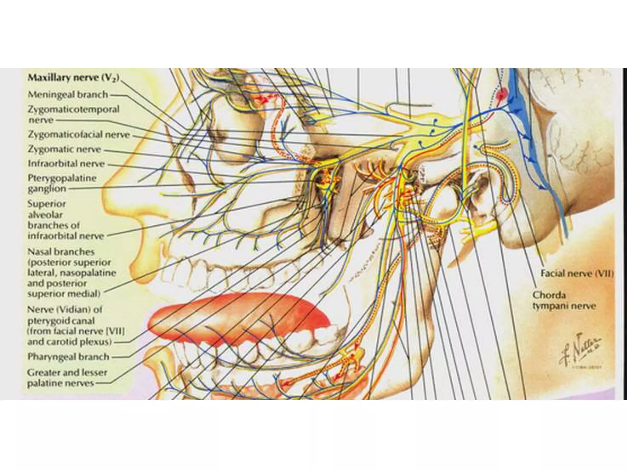 Trigeminal nerve | PPT