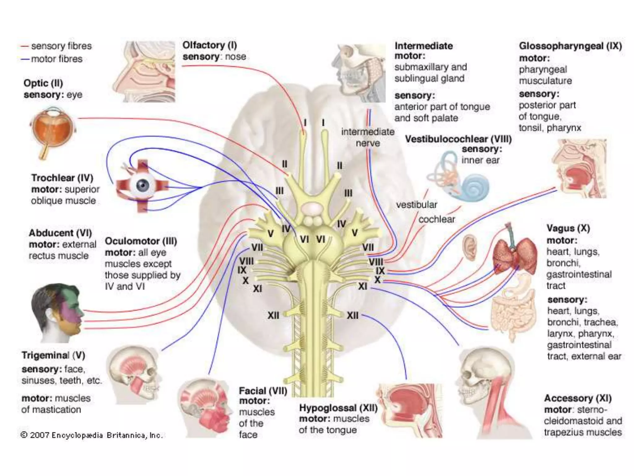 Trigeminal nerve | PPT