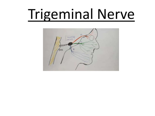 Trigeminal nerve | PPT
