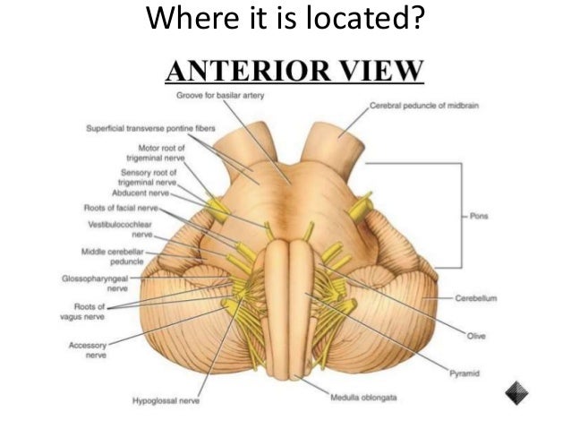 Trigeminal Nerve