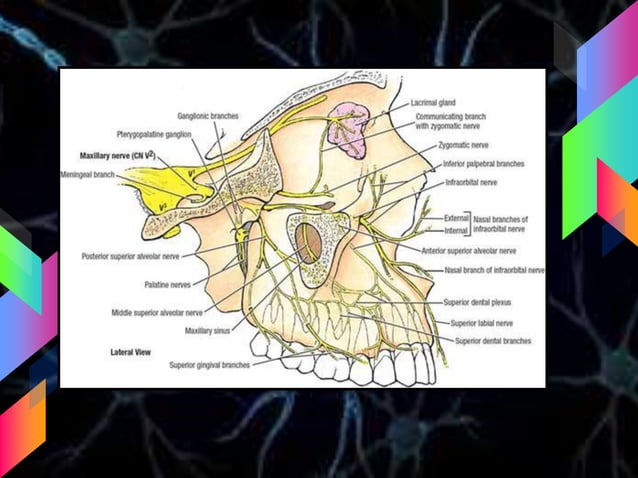 Trigeminal nerve and its dental implications | PPTX | Ear, Nose and ...