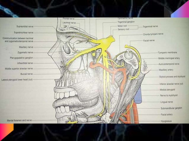 Trigeminal nerve and its dental implications | PPTX | Ear, Nose and ...