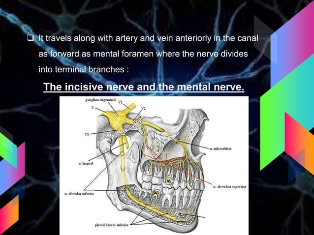 Trigeminal nerve and its dental implications | PPTX | Ear, Nose and ...