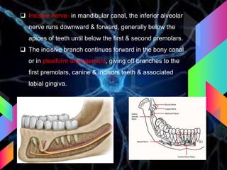 Trigeminal nerve and its dental implications | PPTX