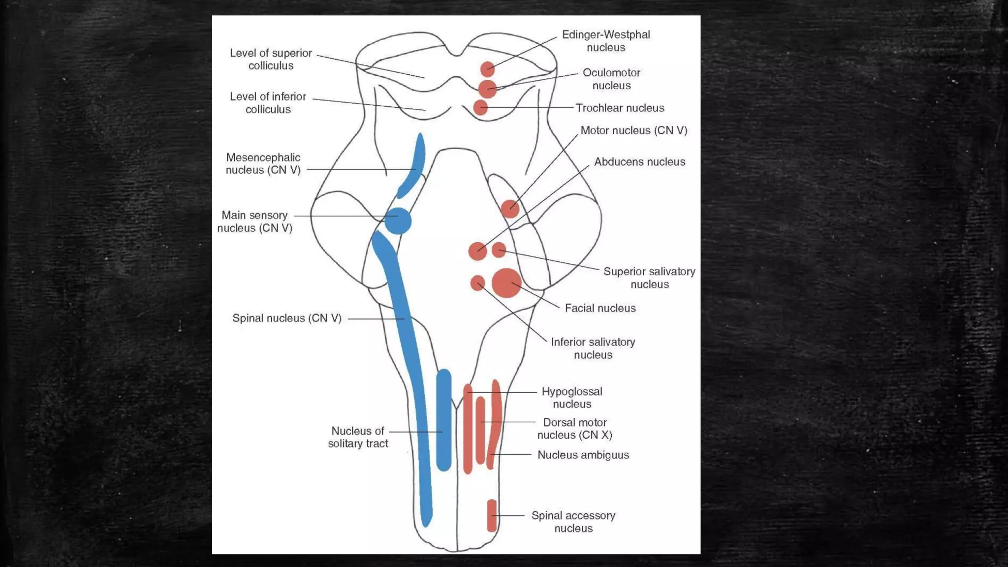 Trigeminal nerve | PPT