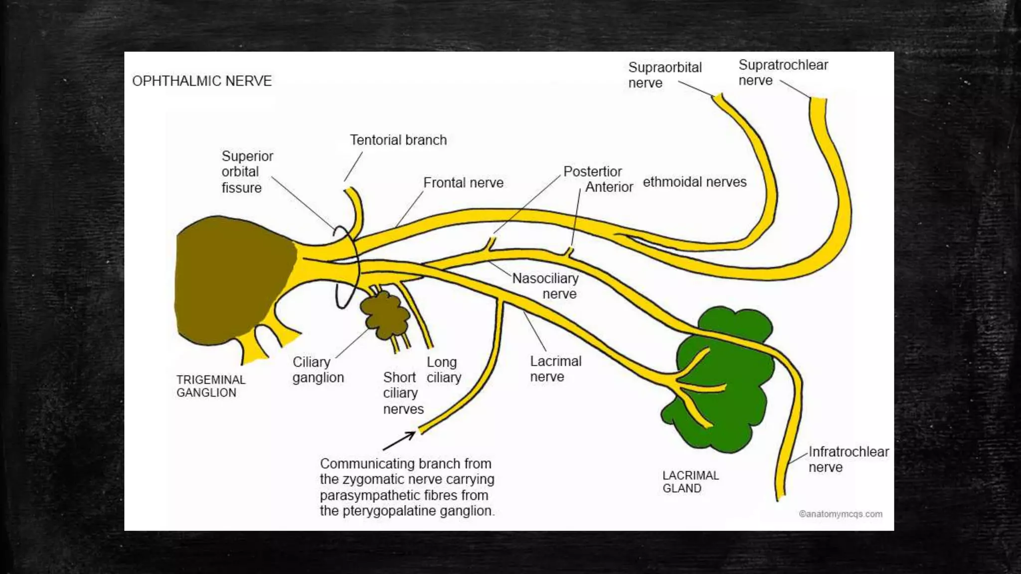 Trigeminal nerve | PPT