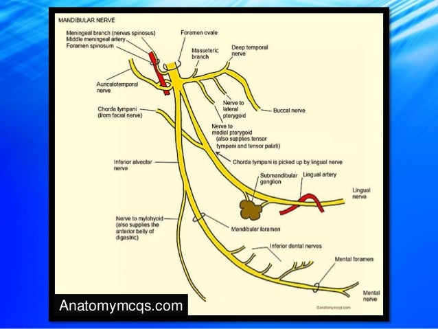 Trigeminal nerve