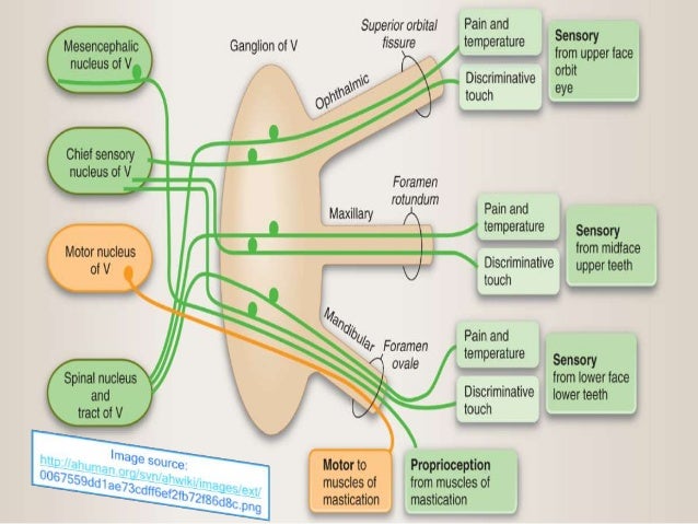 Trigeminal nerve