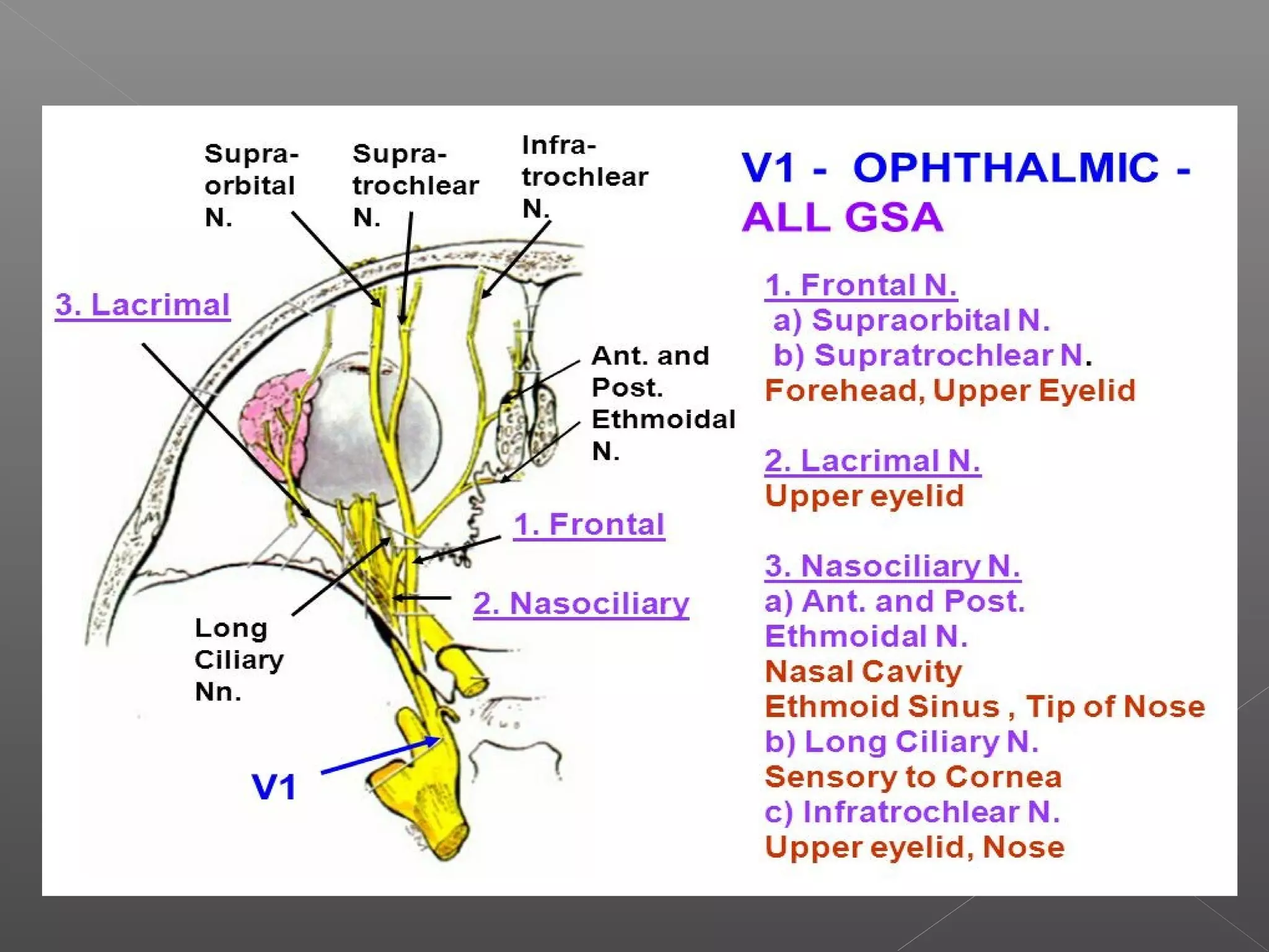 Trigeminal nerve - max and opthalmic div | PPT