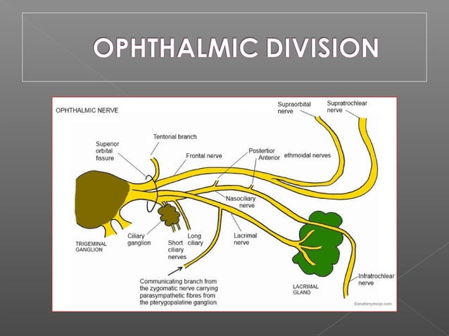 Trigeminal nerve - max and opthalmic div | PPT