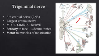Trigeminal nerve | PPTX | Brain and Nervous System Disorders | Diseases ...