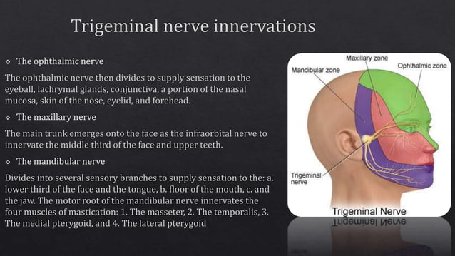 Trigeminal nerve | PPTX | Brain and Nervous System Disorders | Diseases ...