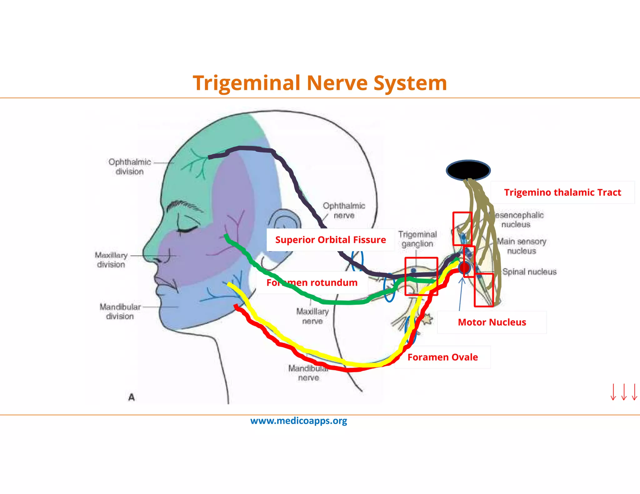 Trigeminal nerve | PDF