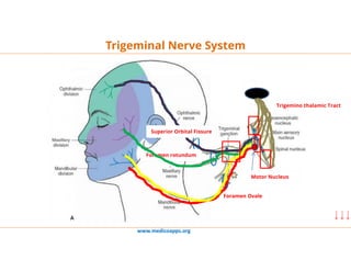 Trigeminal nerve | PDF