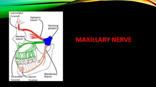 Trigeminal Nerve | PPTX